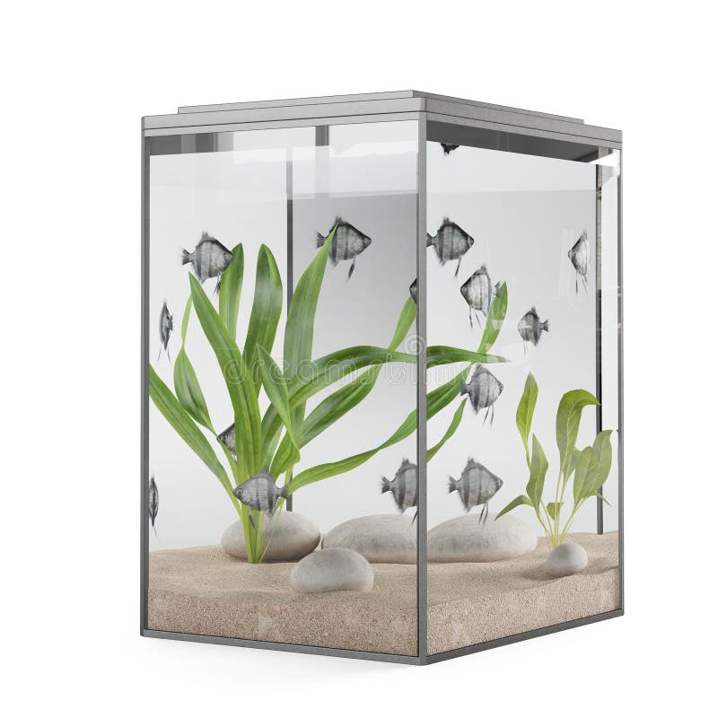 3D Rendered Illustration of Fish Swimming in a Fish Tank with Stones ...