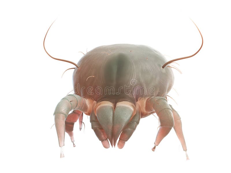 Dust Mite Stock Illustrations – 655 Dust Mite Stock Illustrations ...