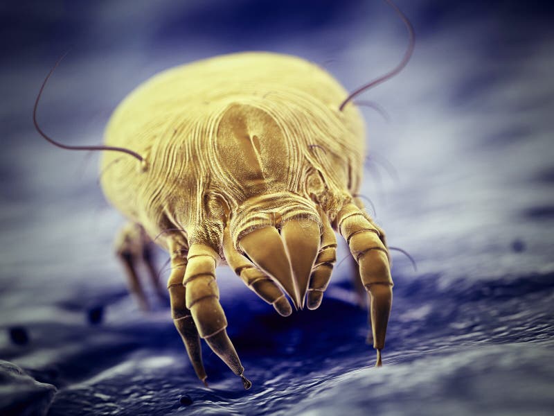 A house dust mite stock illustration. Illustration of micro - 144927933