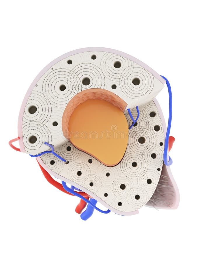 The human bone anatomy stock illustration. Illustration of artwork ...