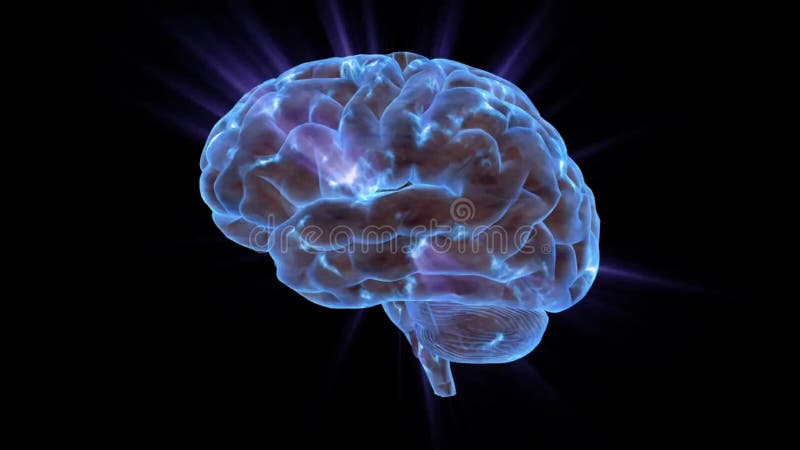 3d Rendered Illustration of a Human Brain, Graphics, 360 Degree View ...