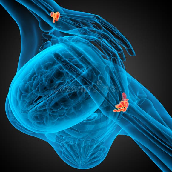 Human Carpal Bones Top View Stock Illustrations – 9 Human Carpal Bones ...