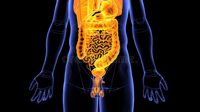 3d Rendered Illustration of a Human Digestive System, Intestines on a ...