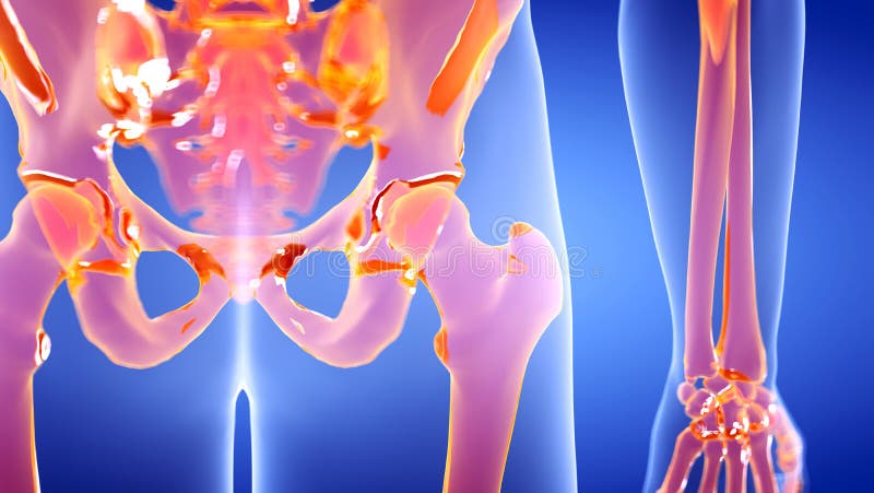 The human hip joint stock illustration. Illustration of anatomical ...