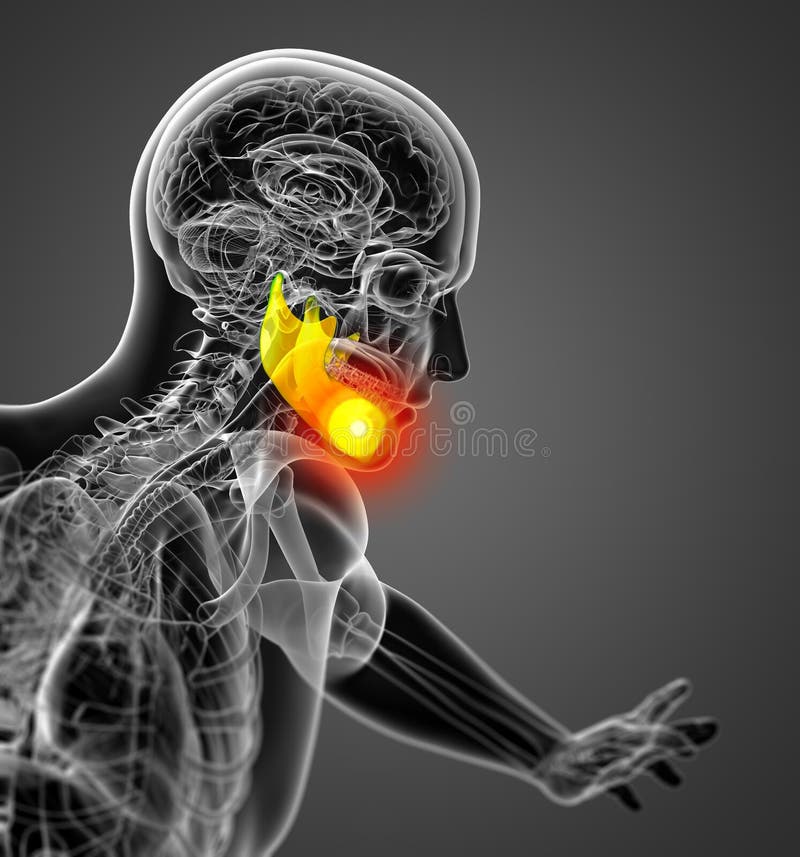 3d Rendered Illustration - Jaw Bone Stock Illustration - Illustration ...