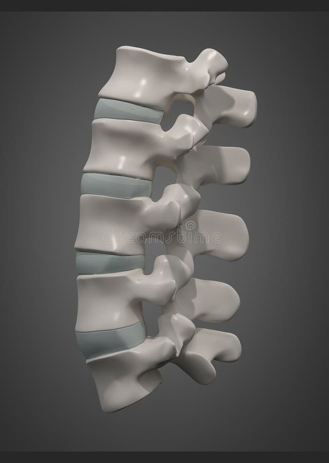 3D Rendering Illustration of Lumbar Stock Illustration - Illustration ...
