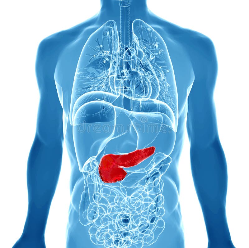 3d Rendered Illustration Of The Male Pancreas Stock Illustration ...