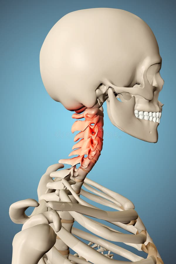 3d Rendered Illustration of the Male Skeleton Stock Illustration ...