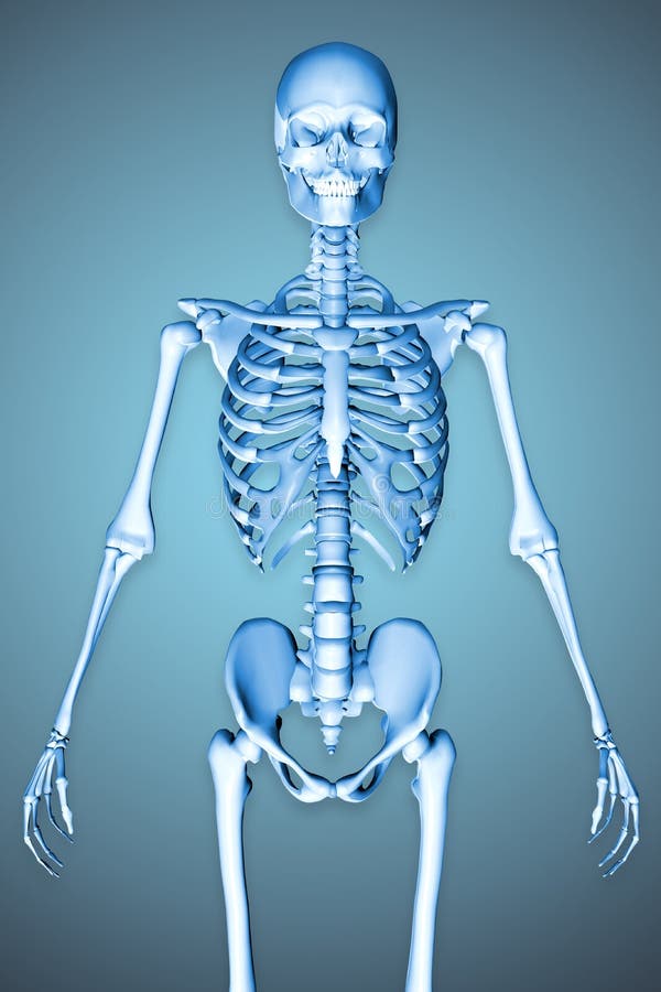 Torso Medical Skeleton Stock Illustrations – 2,738 Torso Medical ...