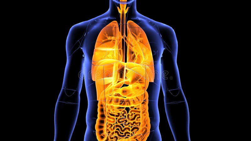 3d Rendered Human Organs on Color Background Stock Illustration ...