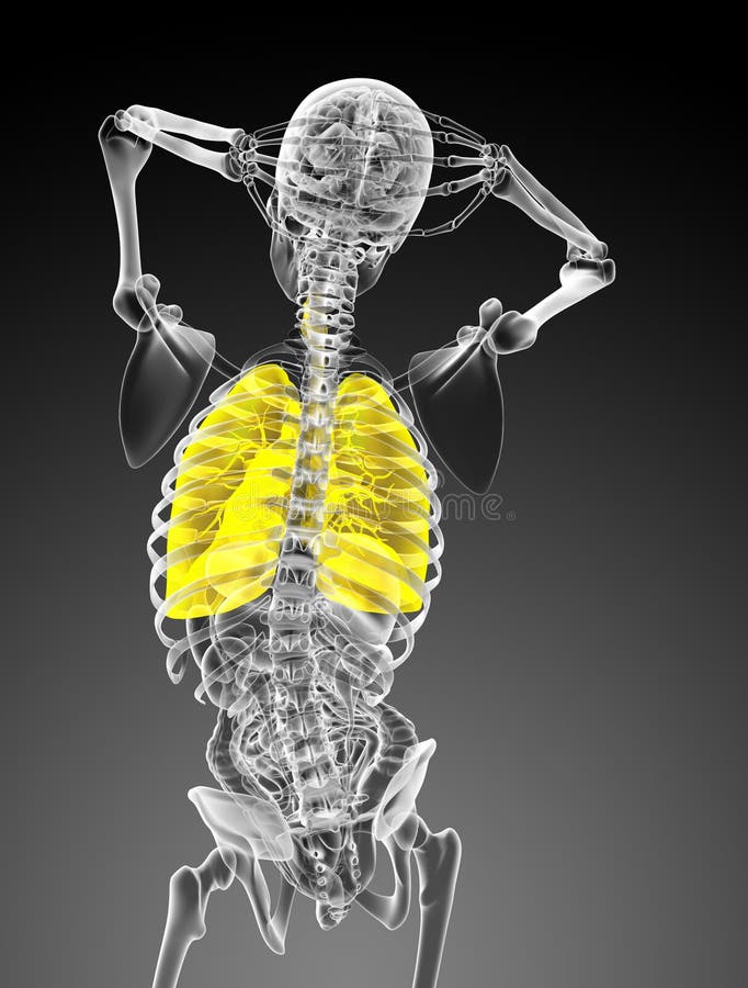 Respiratory System Back Stock Illustrations – 146 Respiratory System ...