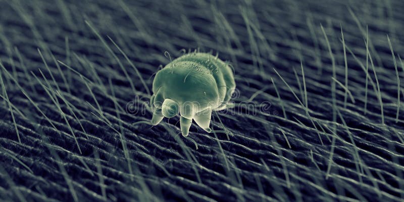 Scabies Mite Stock Illustrations – 126 Scabies Mite Stock Illustrations ...