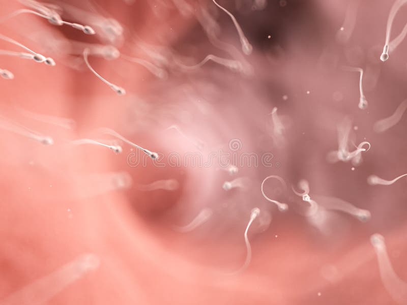 Human sperm stock illustration. Illustration of embryogenesis - 145656781