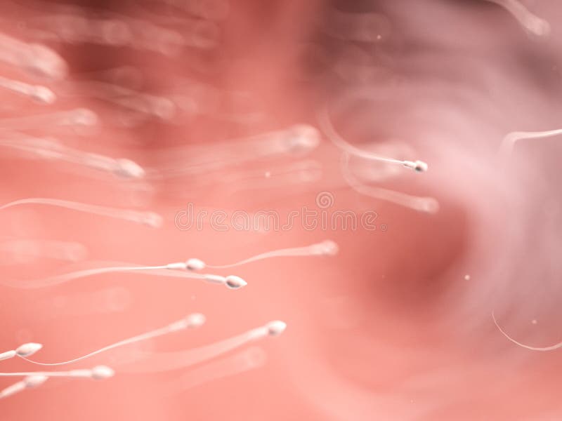 Human sperm stock illustration. Illustration of embryo - 145657312