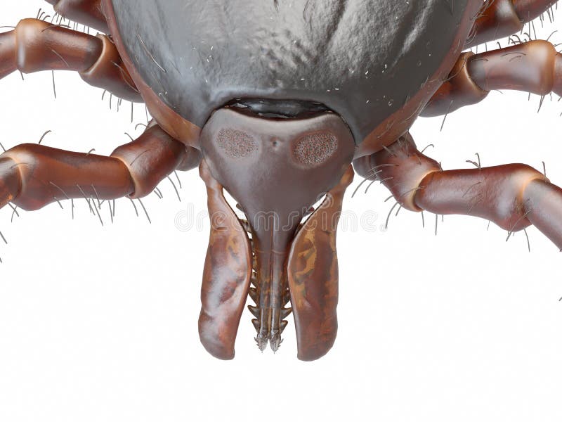 Acari Stock Illustrations – 248 Acari Stock Illustrations, Vectors ...