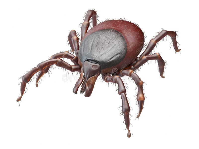 Acari Stock Illustrations – 248 Acari Stock Illustrations, Vectors ...