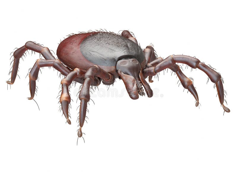 Acari Stock Illustrations – 248 Acari Stock Illustrations, Vectors ...