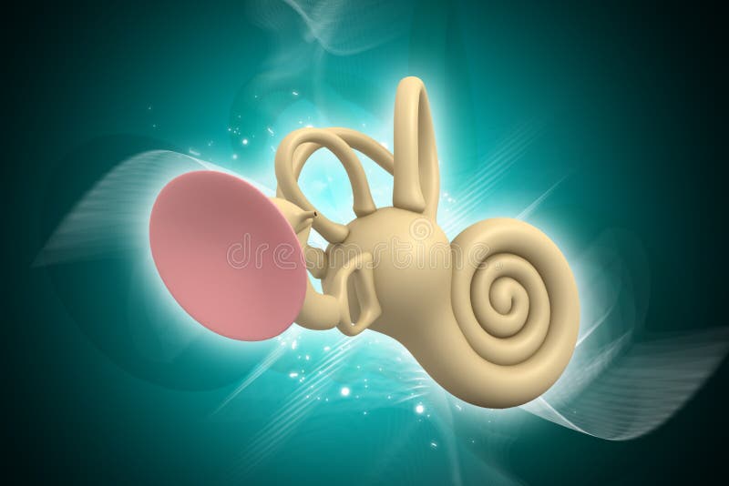 3d Rendered Inner Ear Cochlea On White Background Stock Illustration ...