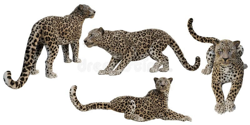 3D Rendered Leopard in Four Different Poses Isolated on a White ...