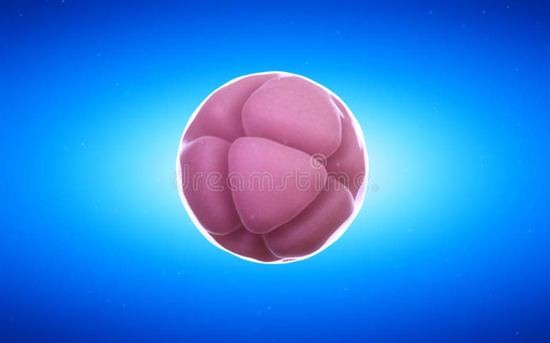 A 8 cell stage embryo stock image. Image of medical - 127832395