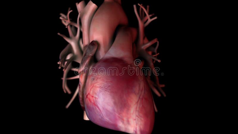 Beating heart stock footage. Video of heartbeat, feeling - 35178888