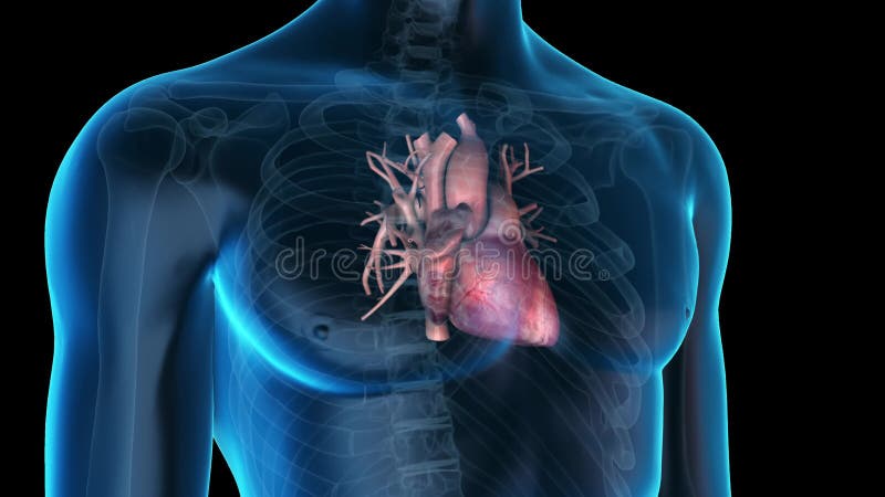 Beating heart stock footage. Video of heartbeat, feeling - 35178888