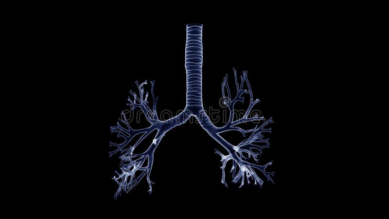 The bronchi stock footage. Video of human, respiratory - 140254366