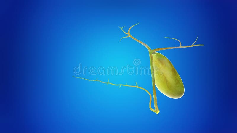 The human gallbladder stock video. Video of anatomical - 140264451