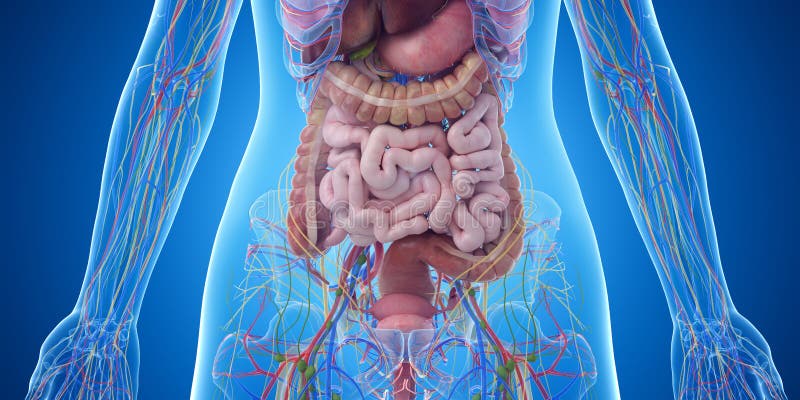 The abdominal organs stock illustration. Illustration of nervous ...