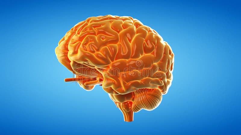 Orange Brain Stock Illustrations – 5,400 Orange Brain Stock ...