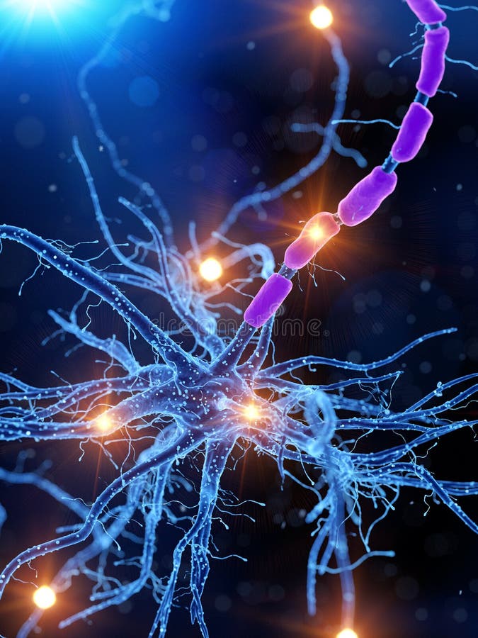 Active Nerve Cell In Human Neural System Stock Illustration ...