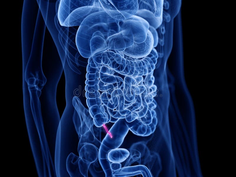 Appendix Stock Illustrations – 5,843 Appendix Stock Illustrations ...