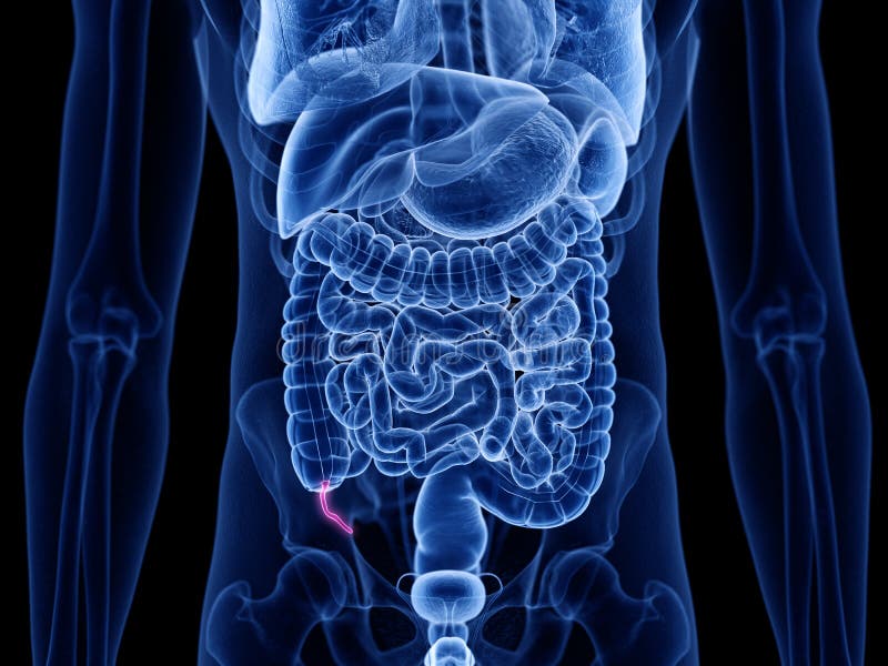 Appendix Stock Illustrations – 5,843 Appendix Stock Illustrations ...