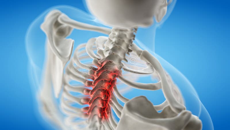 Human spine stock illustration. Illustration of skeletal - 88905043