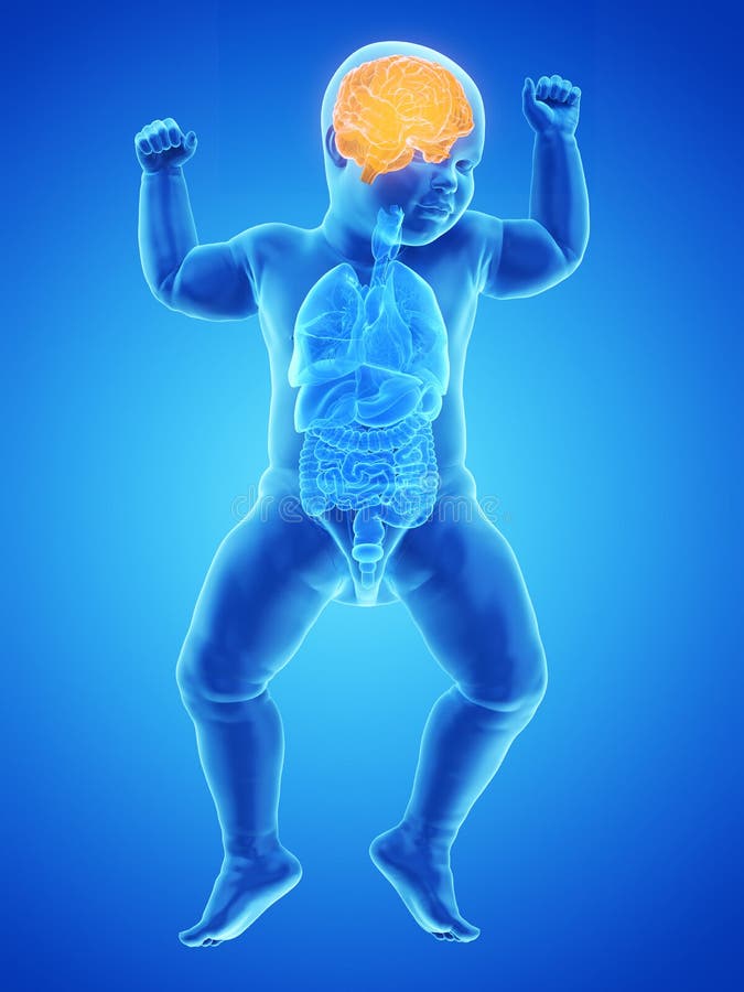 A babys brain stock illustration. Illustration of clinical - 149528931