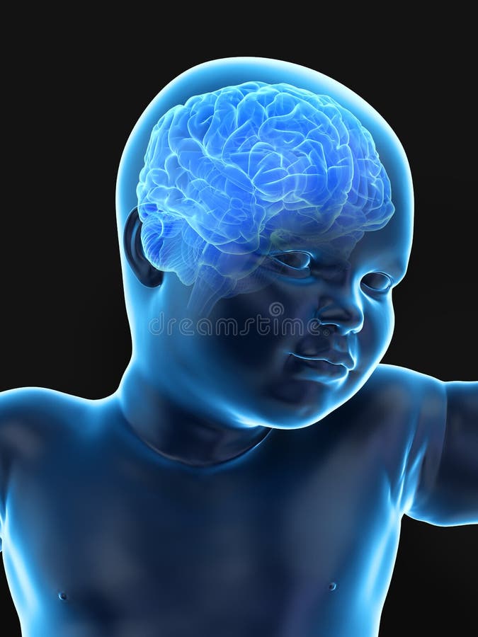A babys brain stock illustration. Illustration of clinical - 149528931