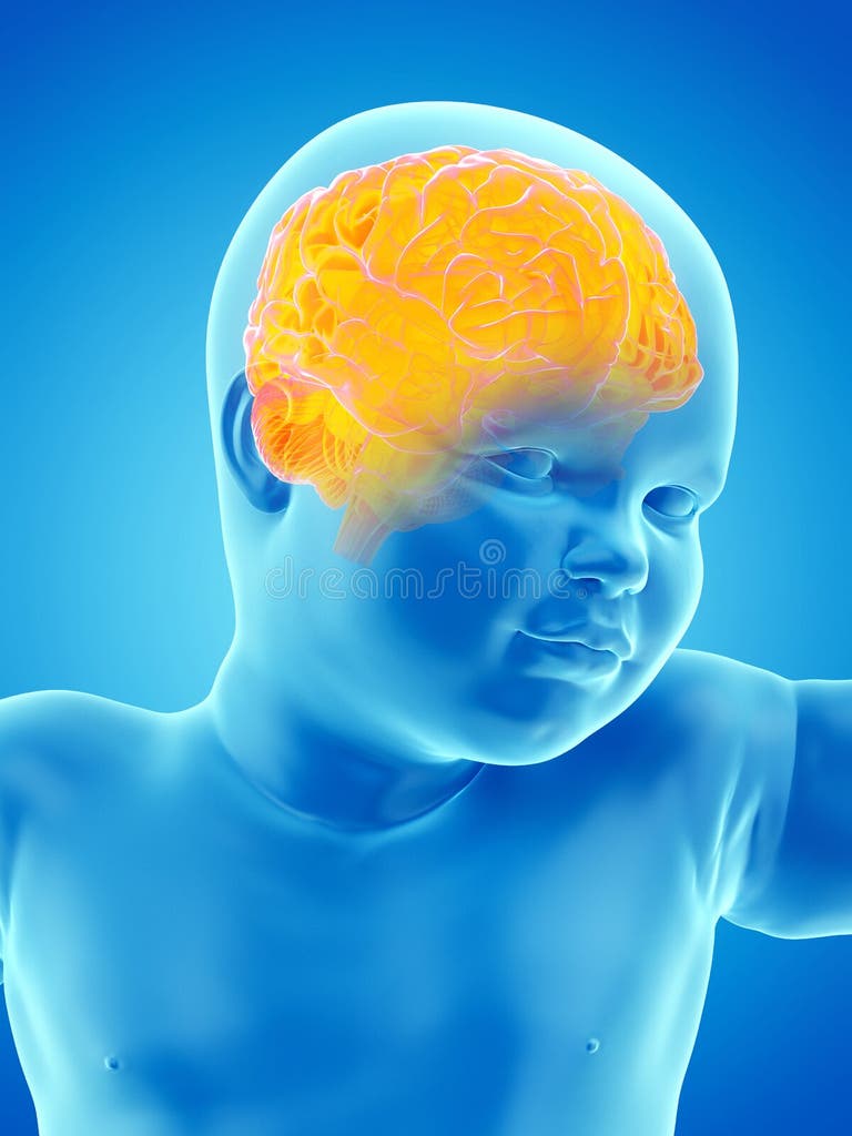 Infant Brain Development Stock Illustrations – 314 Infant Brain ...