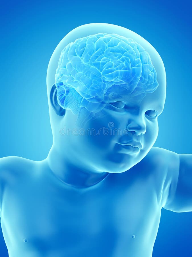 A babys brain stock illustration. Illustration of internal - 149528220