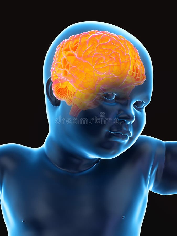 A babys brain stock illustration. Illustration of internal - 149528220