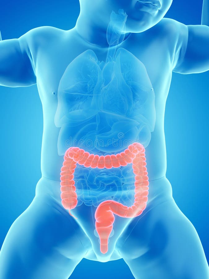 The colon of a baby stock illustration. Illustration of rendering ...
