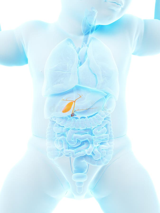 Child Gallbladder Stock Illustrations – 112 Child Gallbladder Stock ...