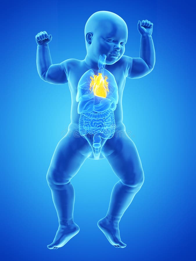 A babys heart stock illustration. Illustration of heartbeat - 149528701