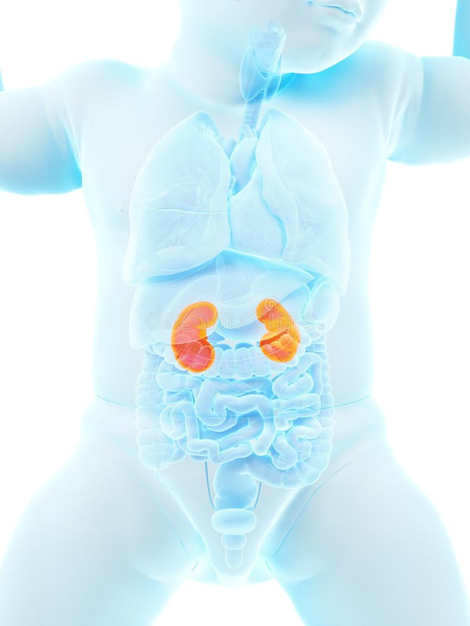 A babys kidneys stock illustration. Illustration of rendering - 149528688