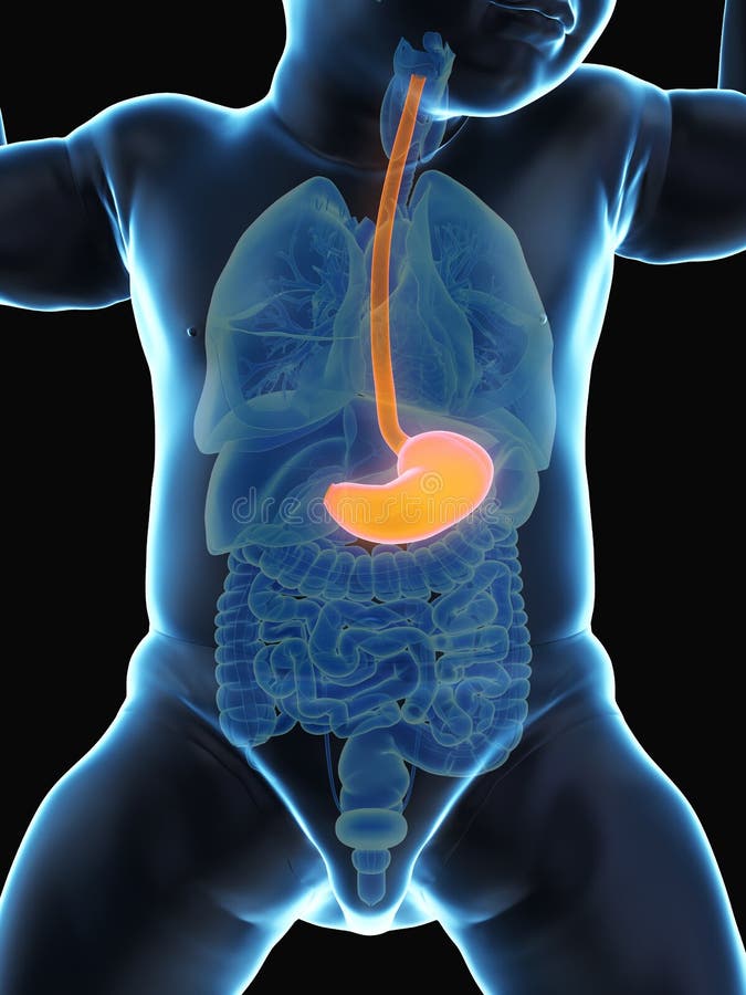 The stomach of a baby stock illustration. Illustration of medical ...