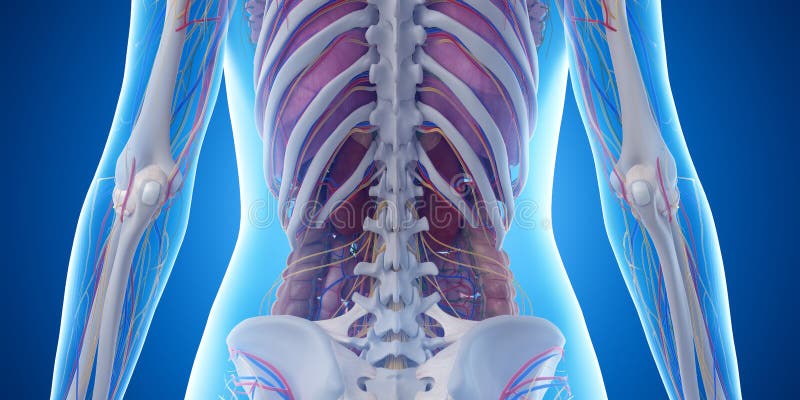 The back anatomy stock illustration. Illustration of anatomical - 169377592