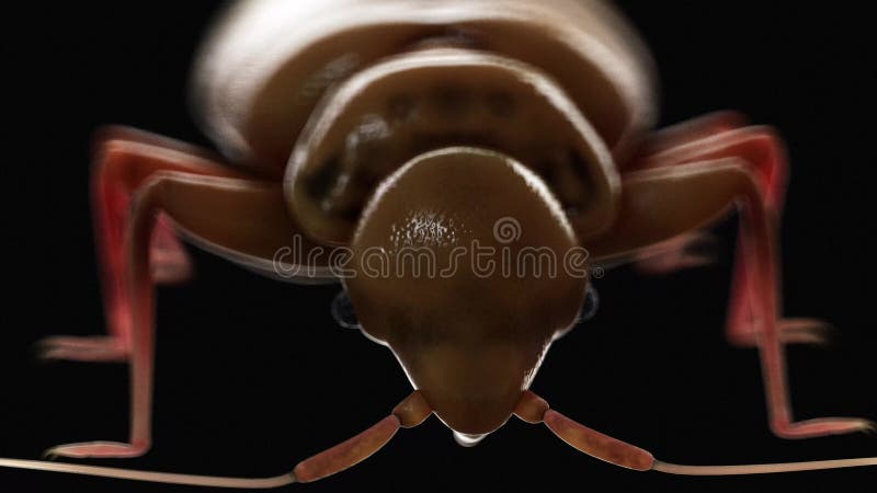 Microscopic Tick Moves and Wiggle Paws Close-up in Laboratory Under a ...