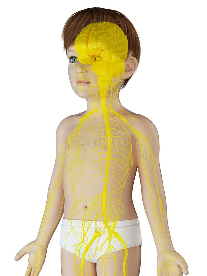A boys nerves stock illustration. Illustration of biology - 148231176