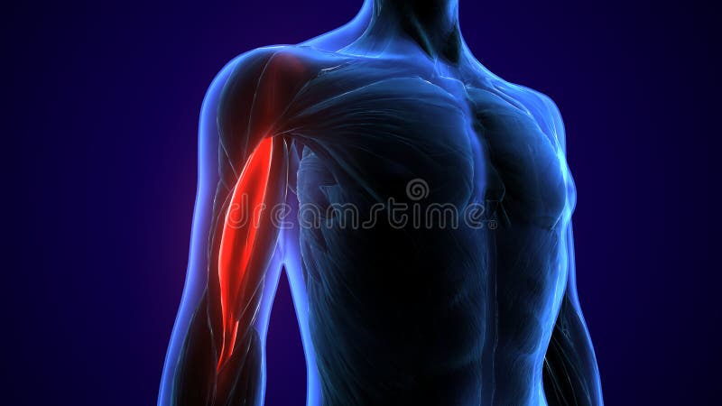 3d Rendered, Medically Accurate Illustration of the Brachioradialis ...