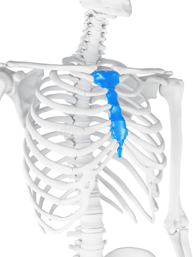 The breast bone stock illustration. Illustration of rendered - 101266774