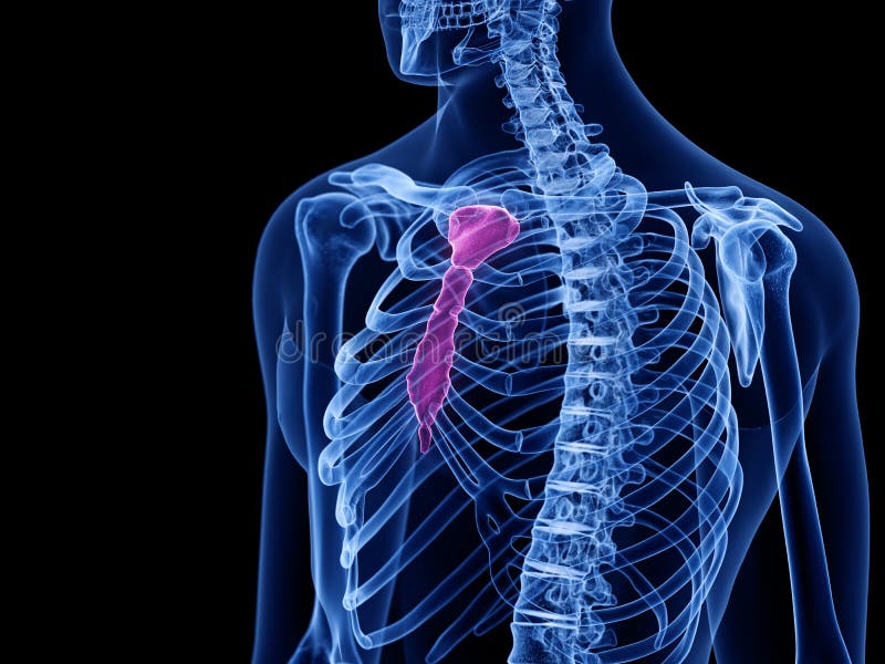 Breast bone stock illustration. Illustration of white - 30723459